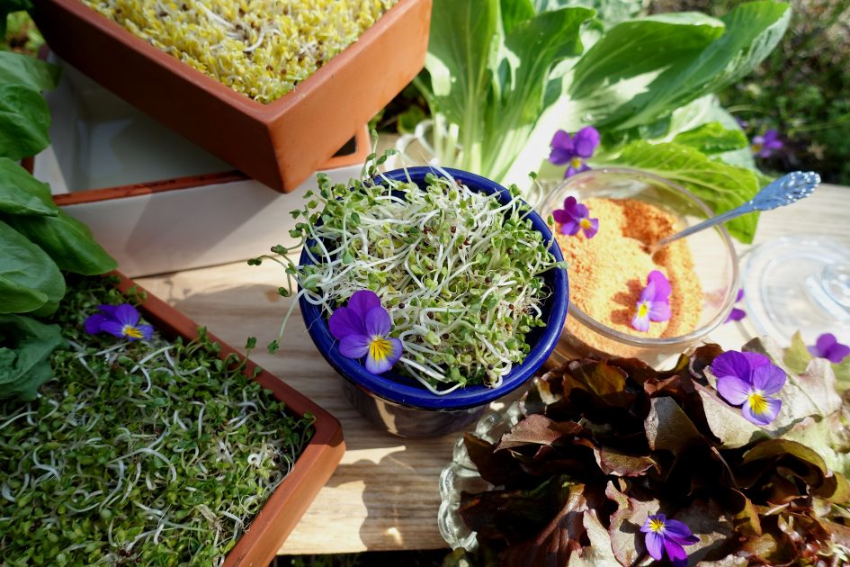 How to Sprout Anything at Home – Sara's Kitchen Garden