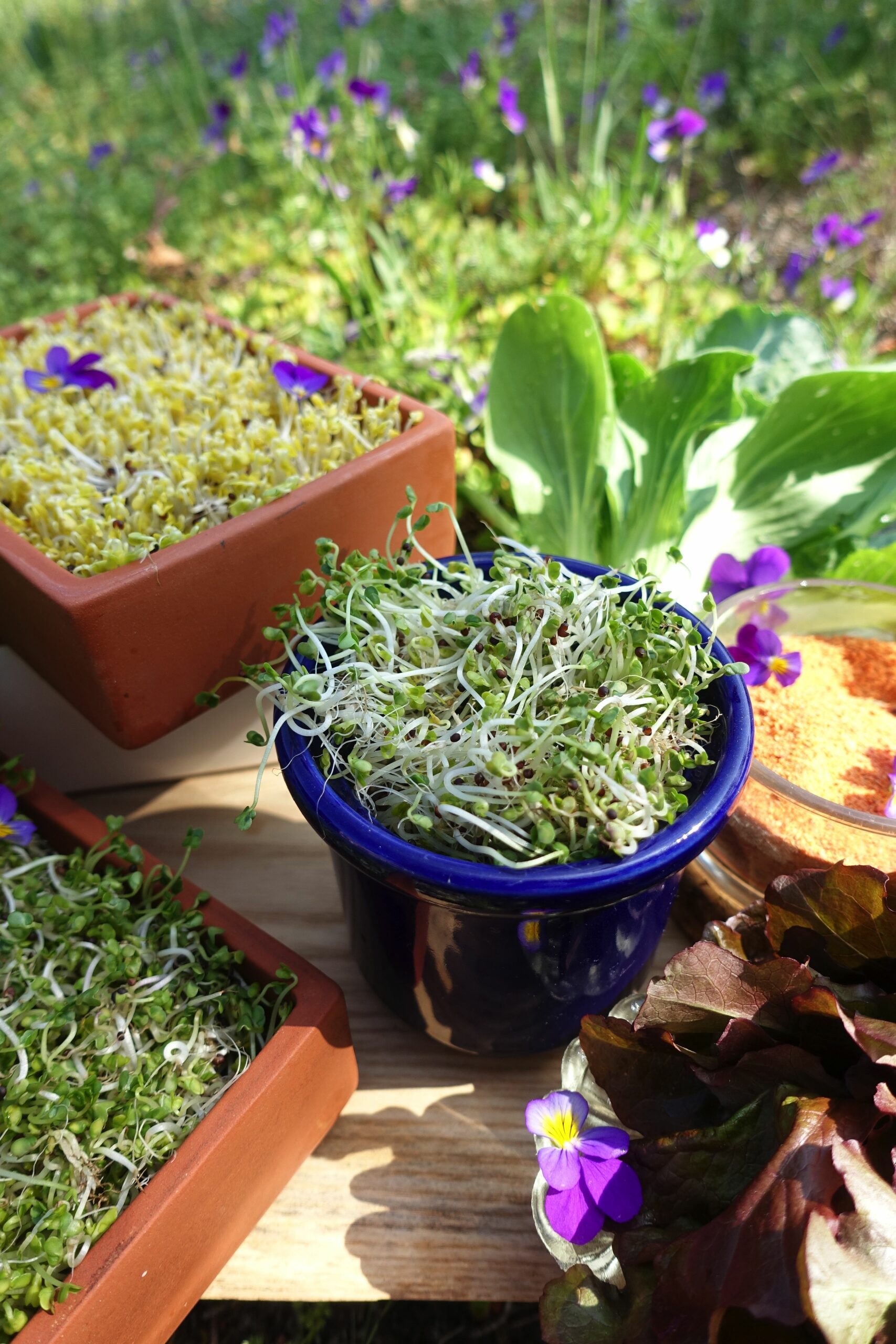 How to Sprout Anything at Home – Sara's Kitchen Garden