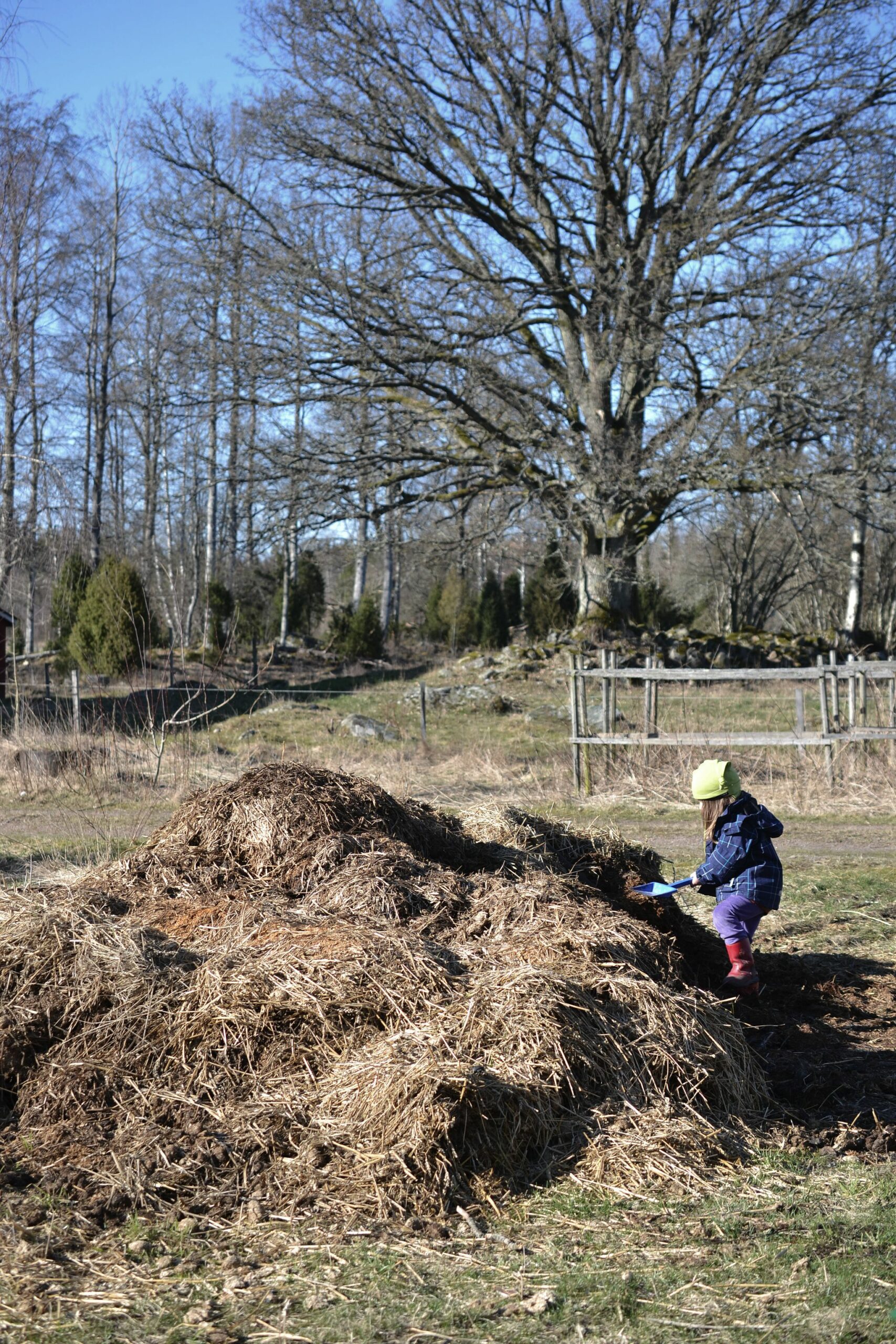 Using Fresh Manure as Fertilizer Part 2 – Sara's Kitchen Garden