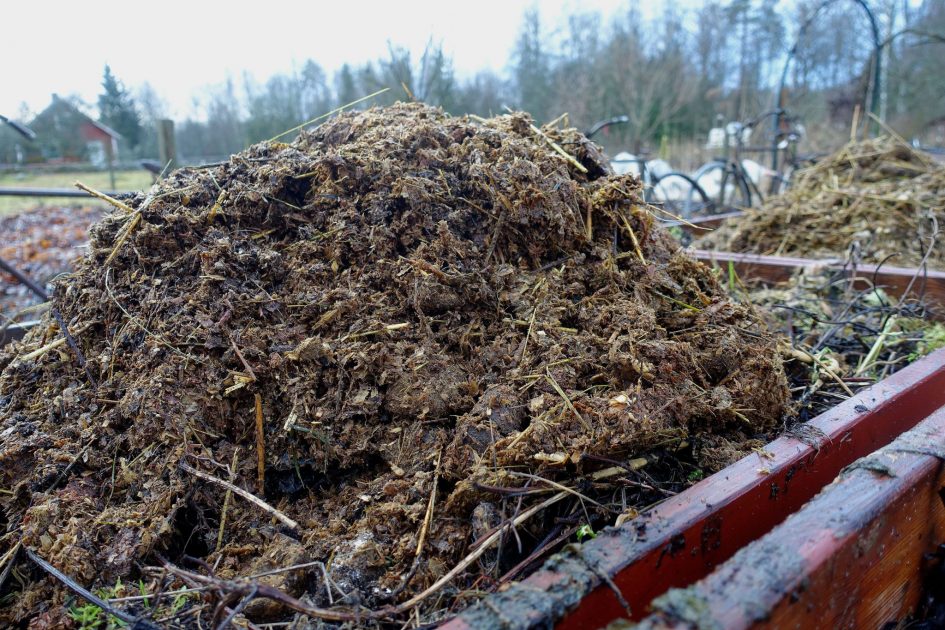 Using Fresh Manure as Fertilizer Part 2 – Sara's Kitchen Garden