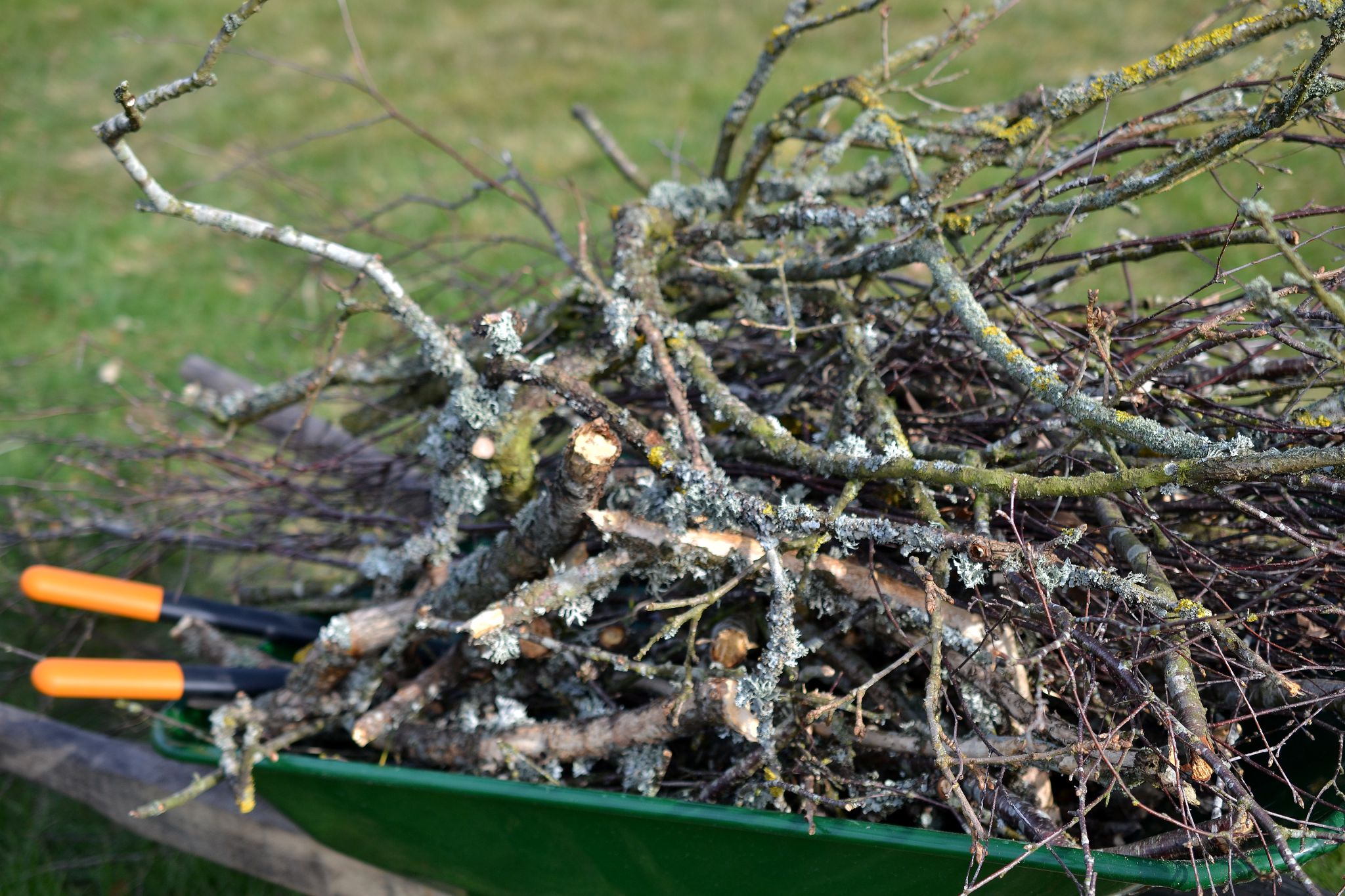 sarabackmo_branches_kvistar - Sara Bäckmo