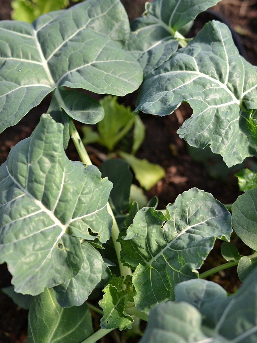 broccoliplanta - Sara Bäckmo