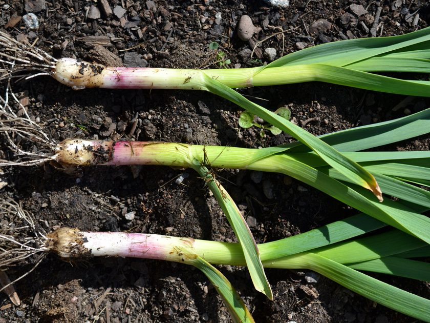 purjo - Sara Bäckmo