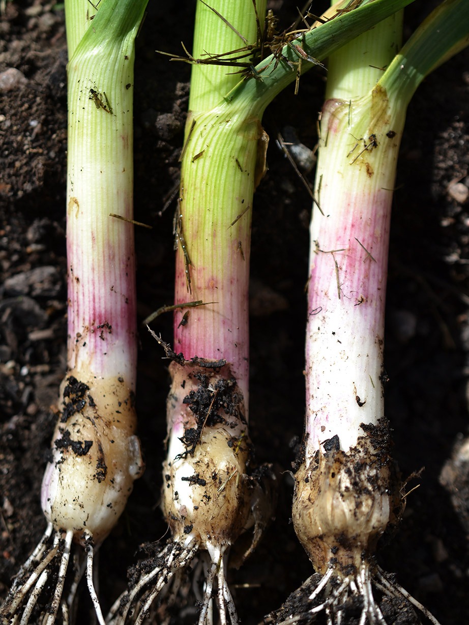 purjo_nara - Sara Bäckmo