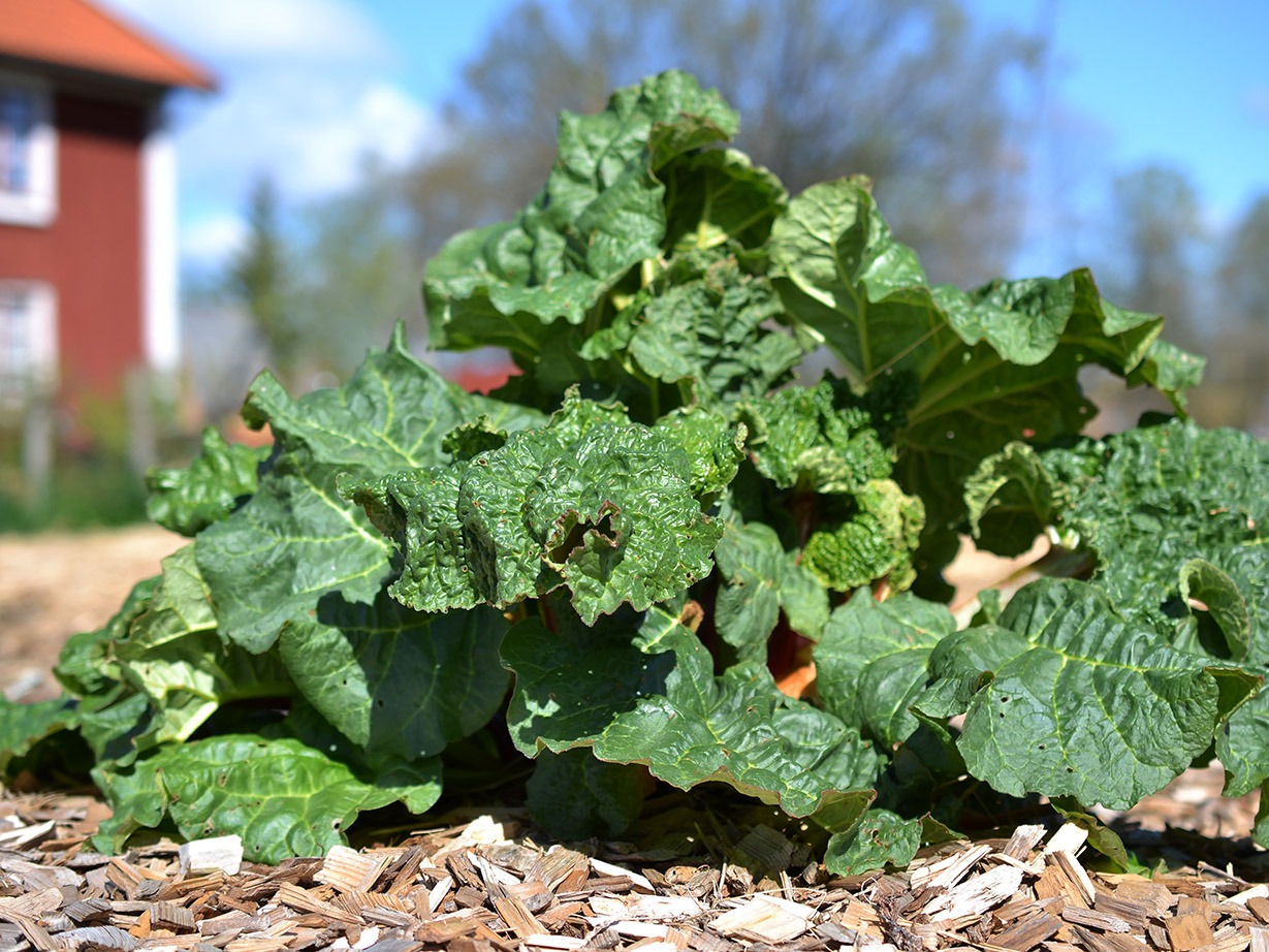 rabarber - Sara Bäckmo