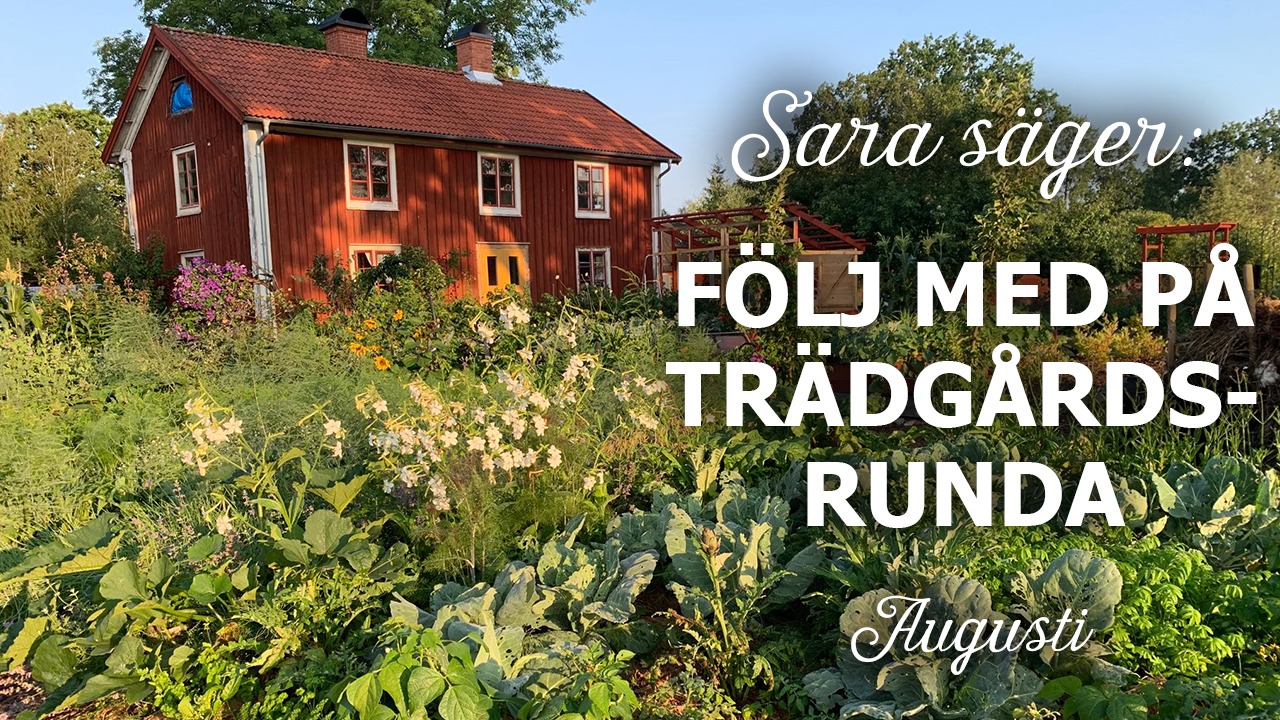 2020_aug_sarasagerthumbnail - Sara Bäckmo