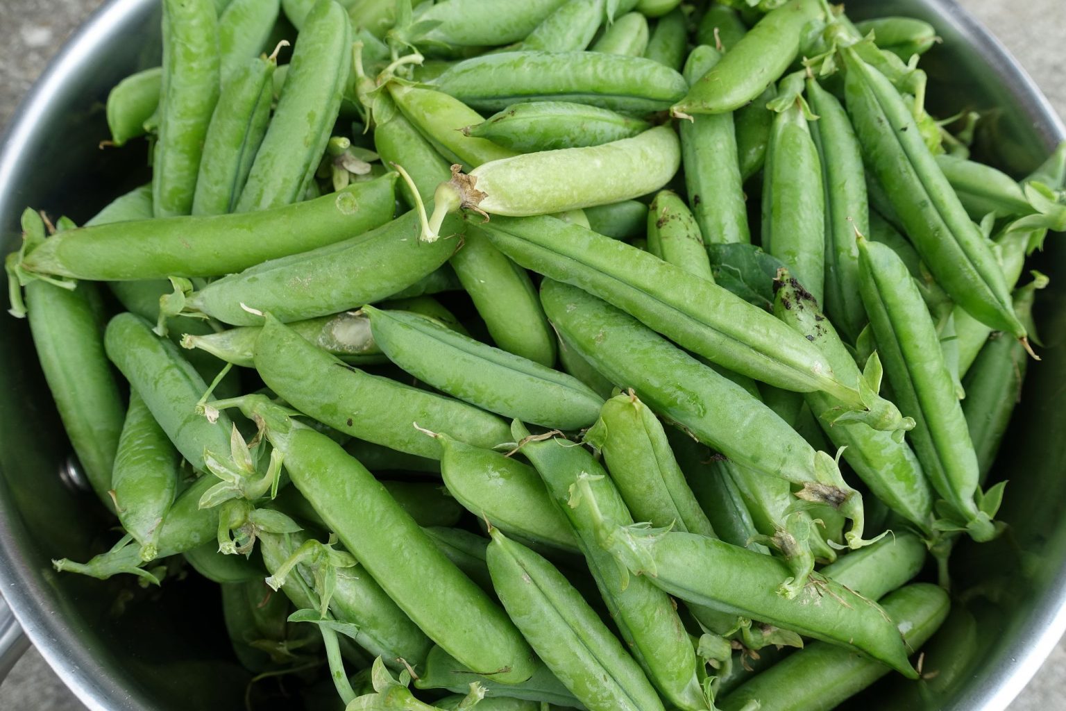 sarabackmo_peapod_margart - Sara Bäckmo