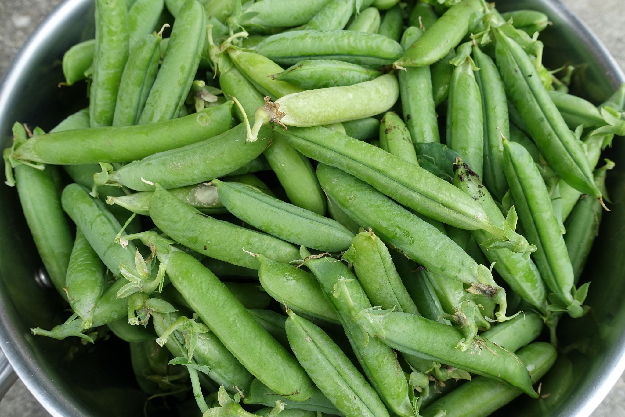 sarabackmo_peapod_margart - Sara Bäckmo