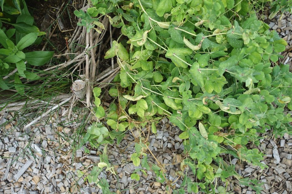 sarabackmo_sockerarter_sugarsnappeas - Sara Bäckmo