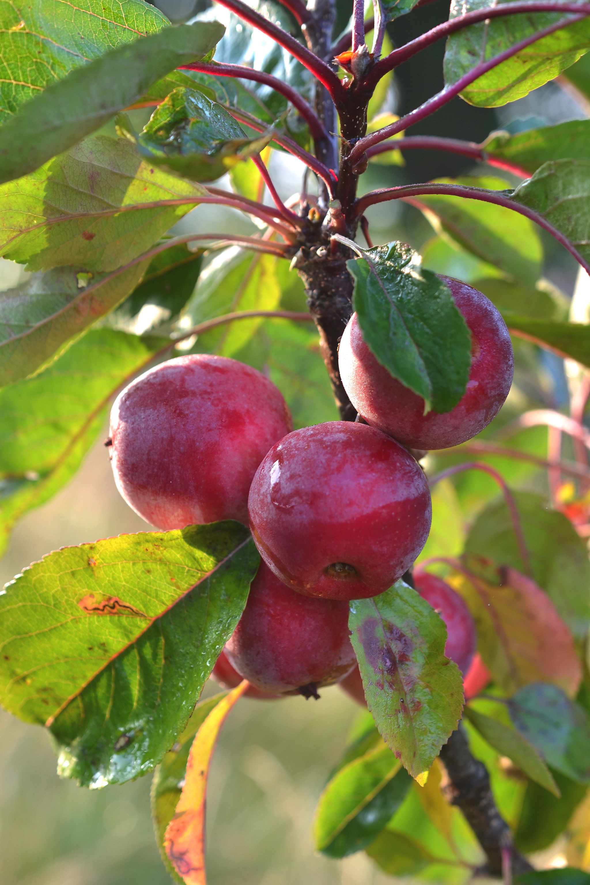 sarabackmo_appel_maypole - Sara Bäckmo