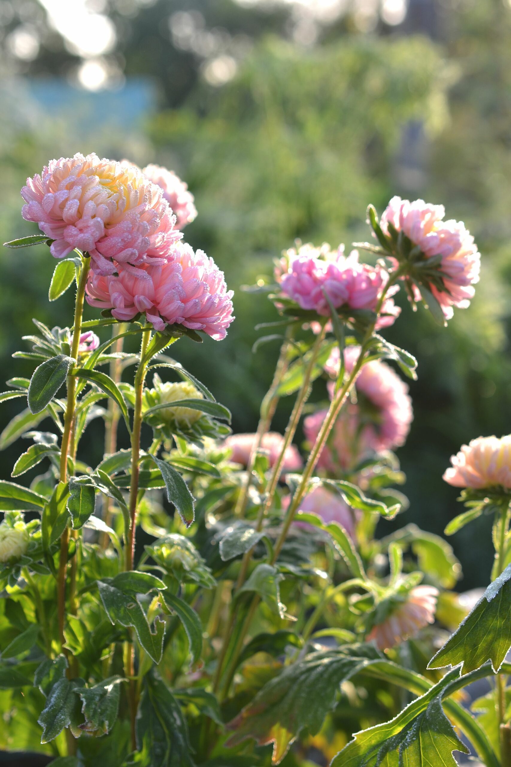 The First Frost in the Garden – Sara's Kitchen Garden
