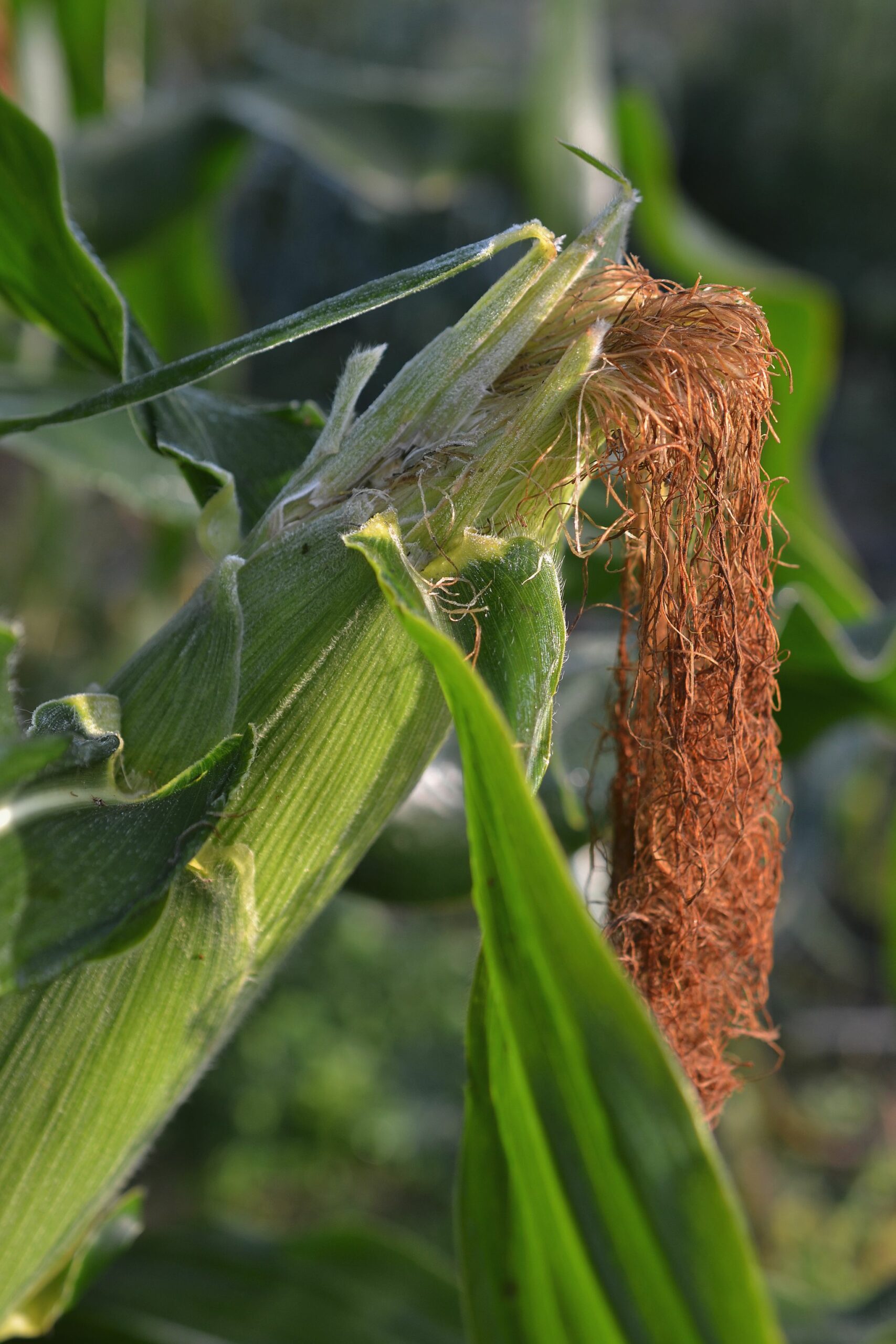 The First Frost in the Garden – Sara's Kitchen Garden