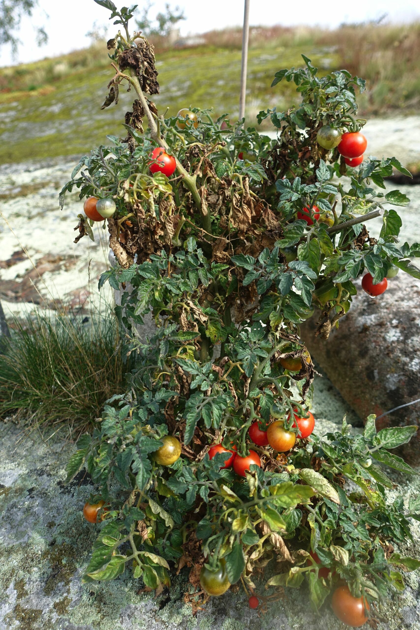 Update: My Micro Dwarf Tomatoes – Sara's Kitchen Garden