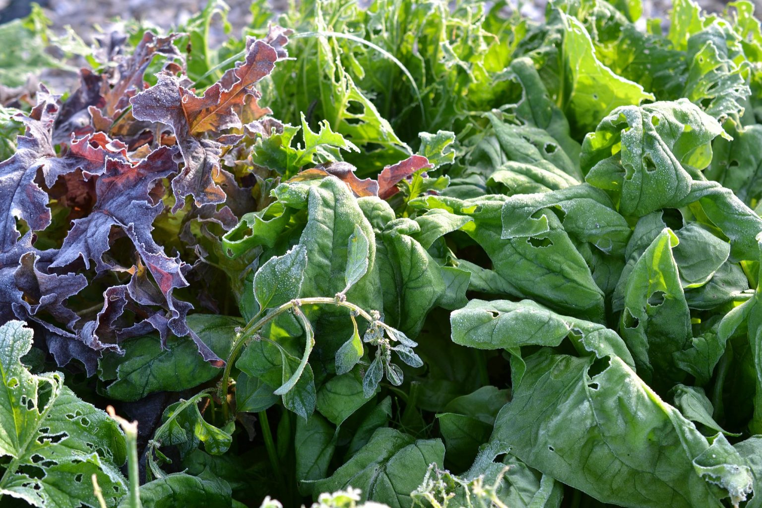 The First Frost in the Garden – Sara's Kitchen Garden