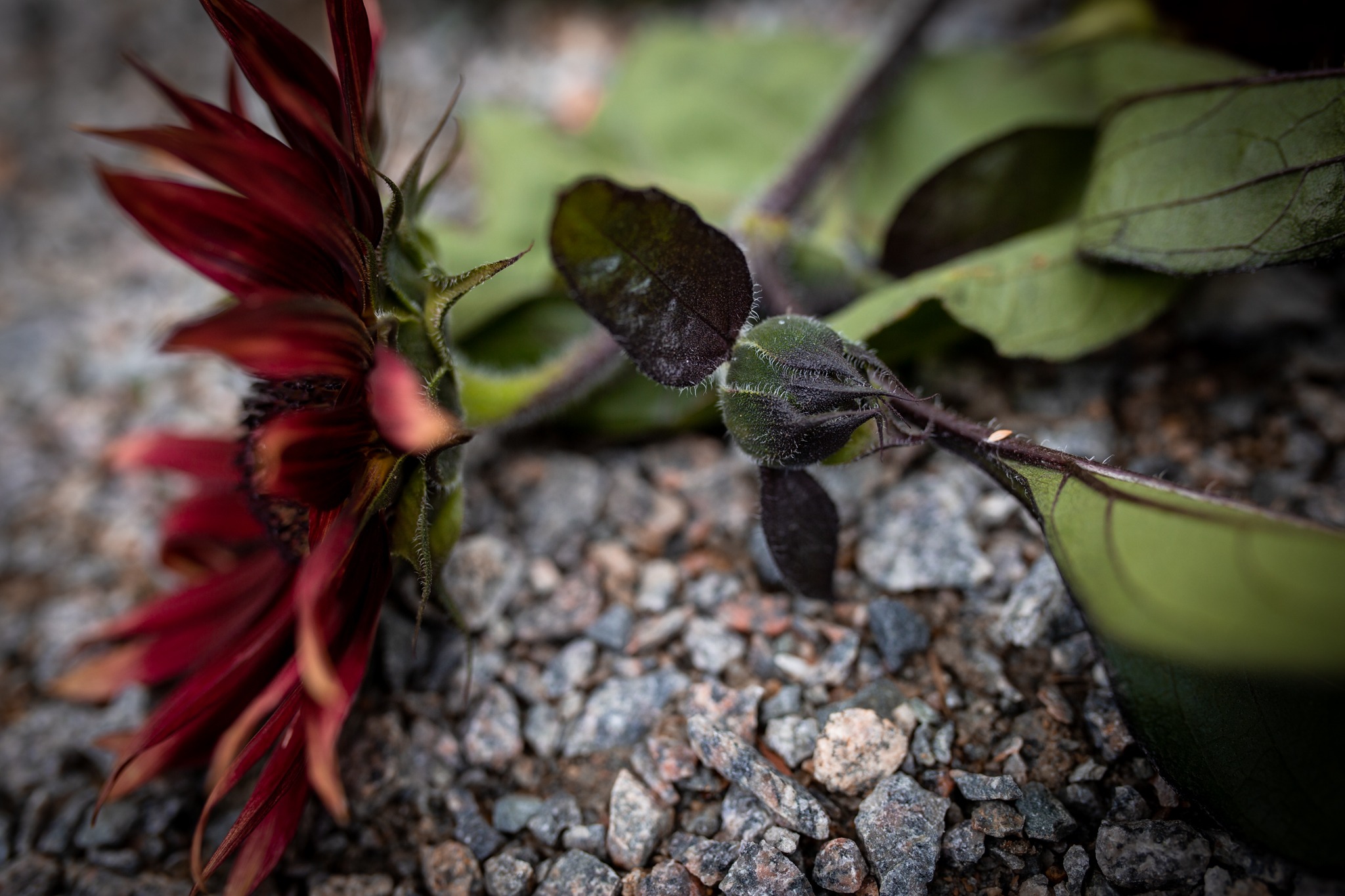 sarabackmo_solros_sunflower - Sara Bäckmo