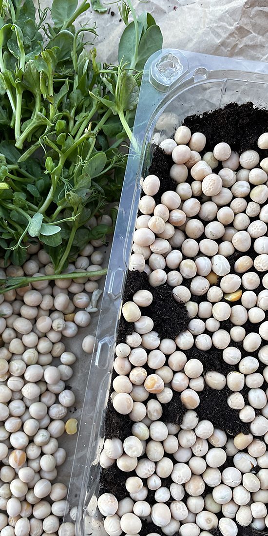 Growing Pea Shoots in Pots - Sara Bäckmo