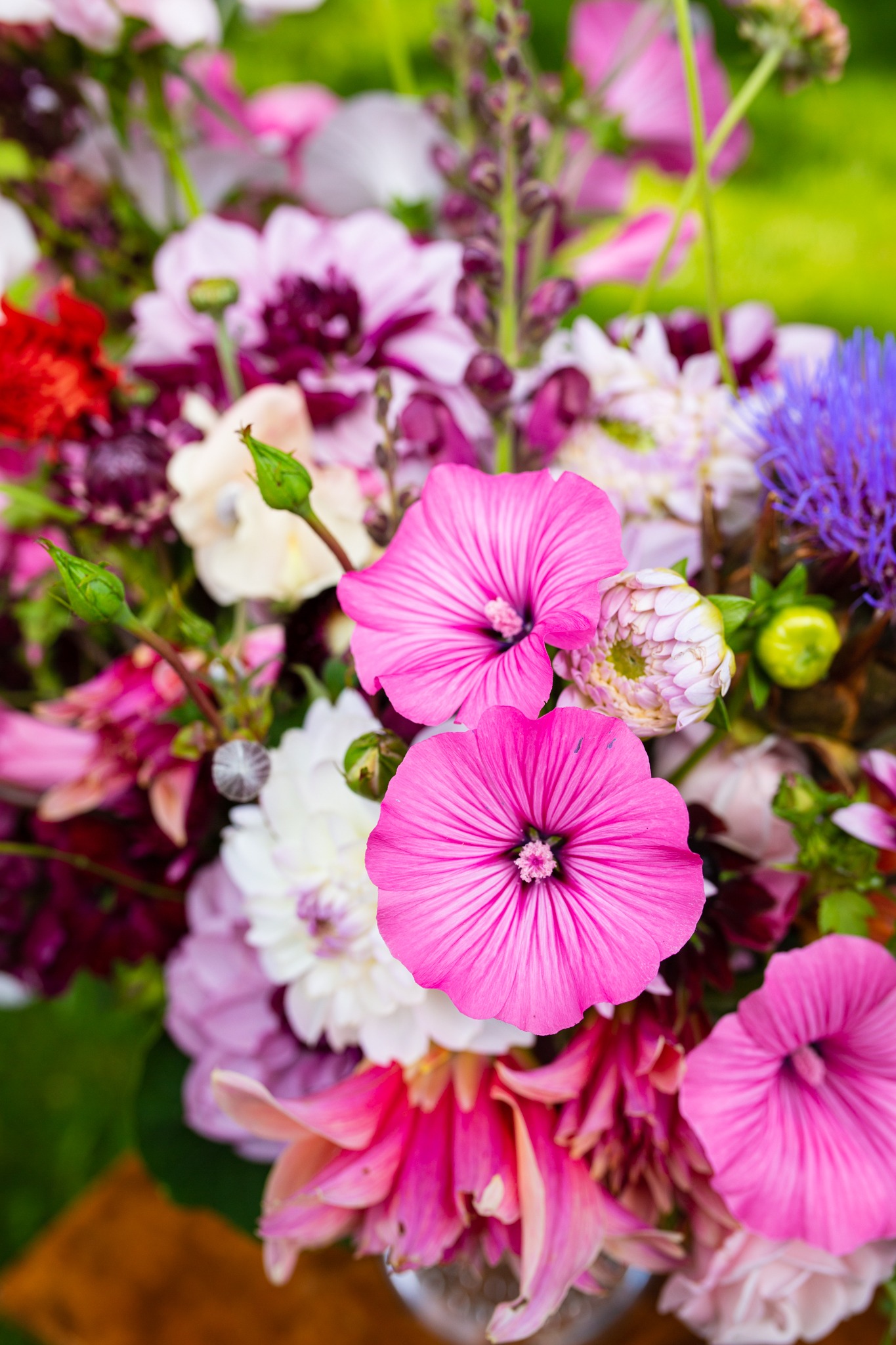 sarabackmo-tradgard-summermallow - Sara Bäckmo