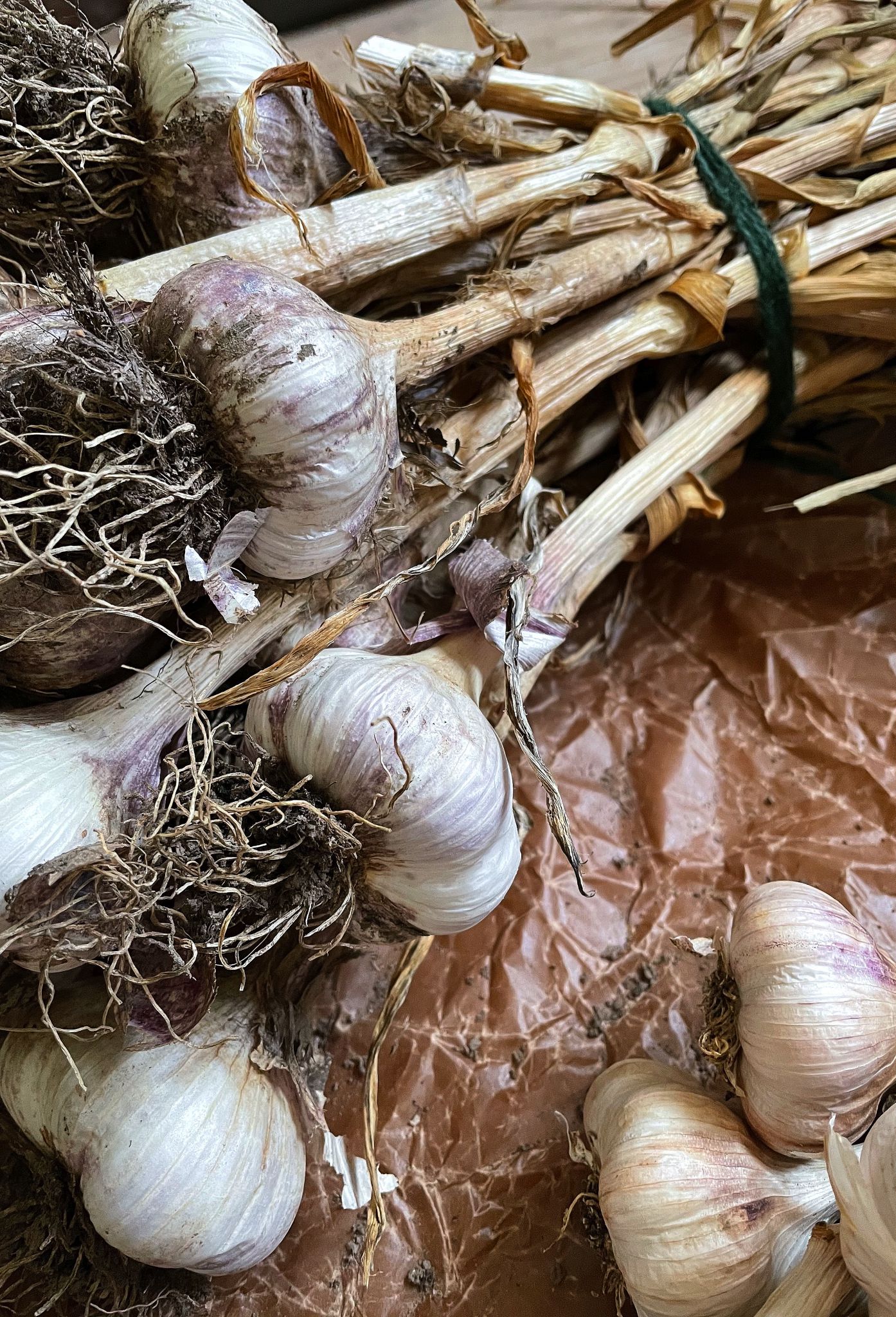 How to Store Garlic Indoors – Sara's Kitchen Garden
