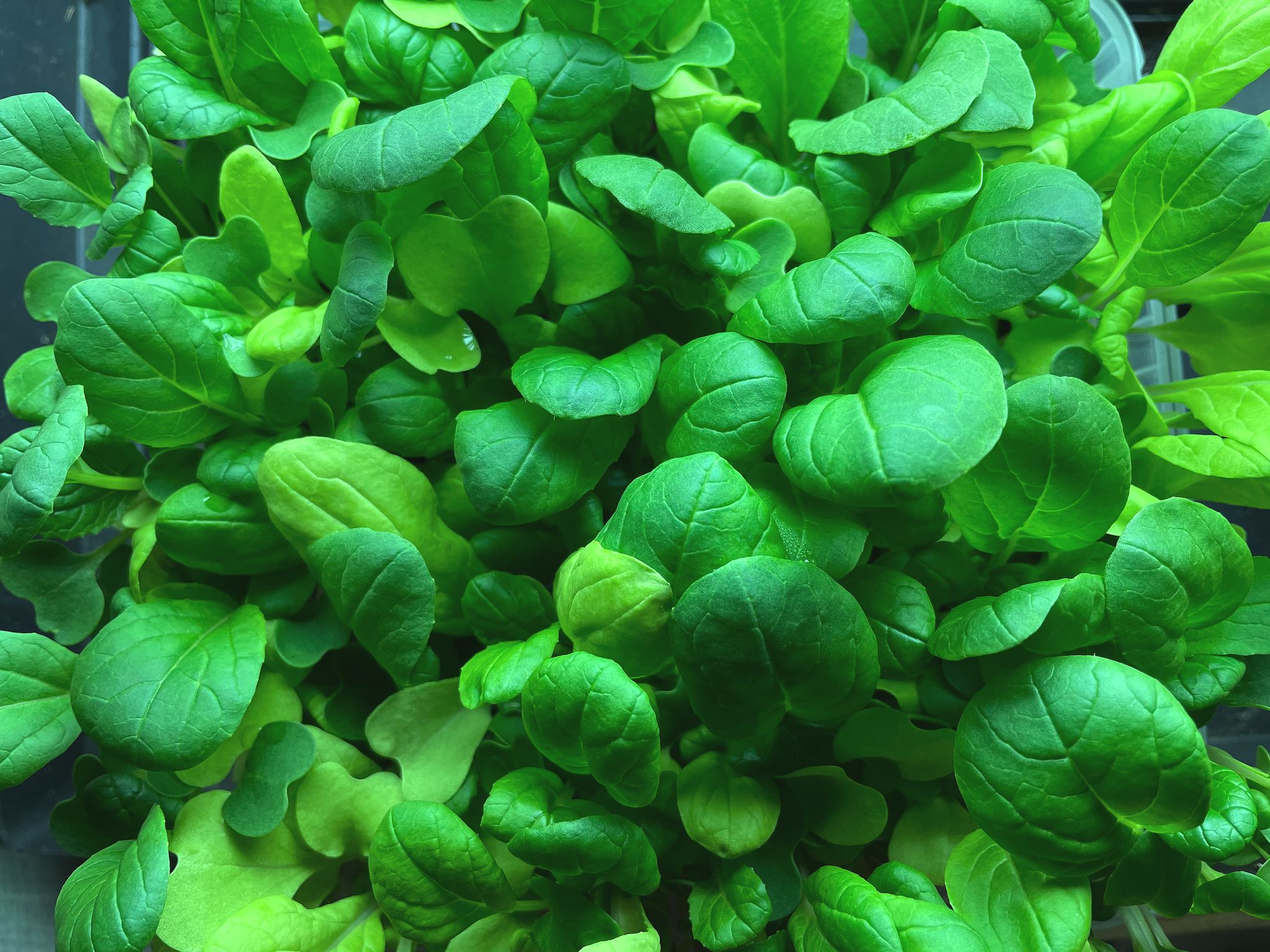 Fast-Growing Vegetables: Ready in Five Weeks! – Sara's Kitchen Garden