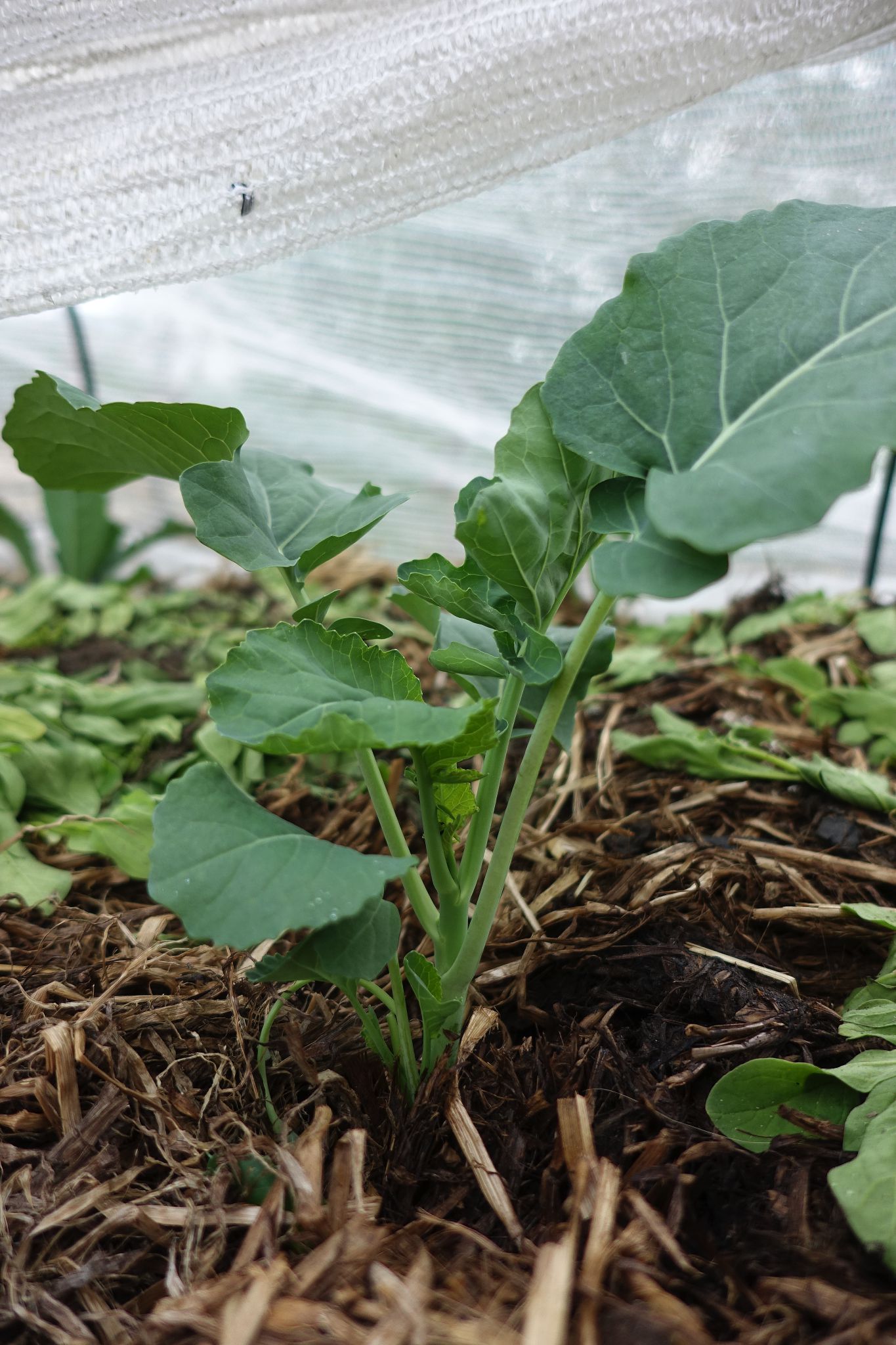 sarabackmo-brokali-kal - Sara Bäckmo