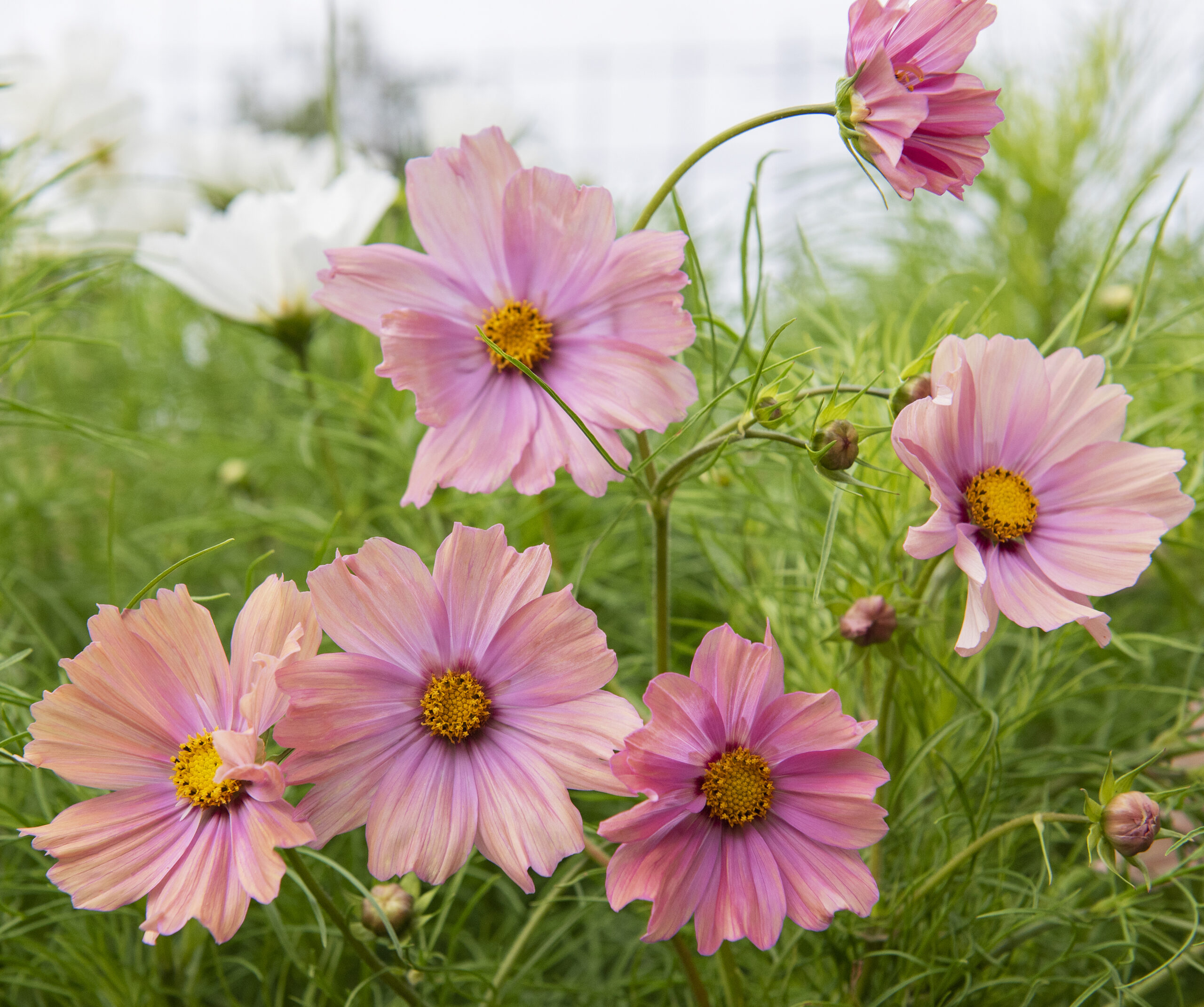 89132-cosmos-bipinnatus-apricotta-1 - Sara Bäckmo