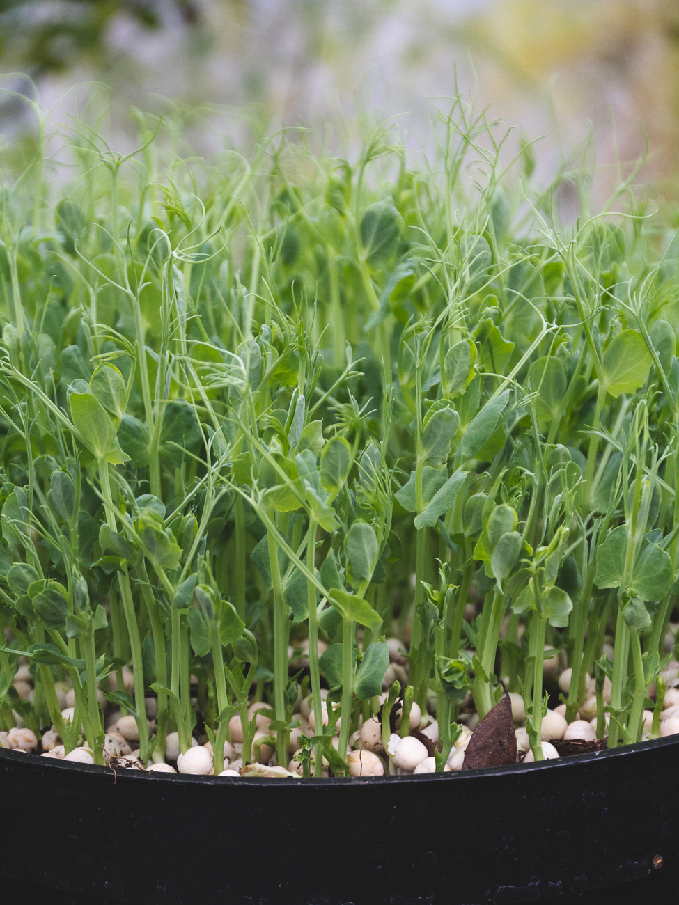 Growing Pea Shoots in Pots - Sara Bäckmo