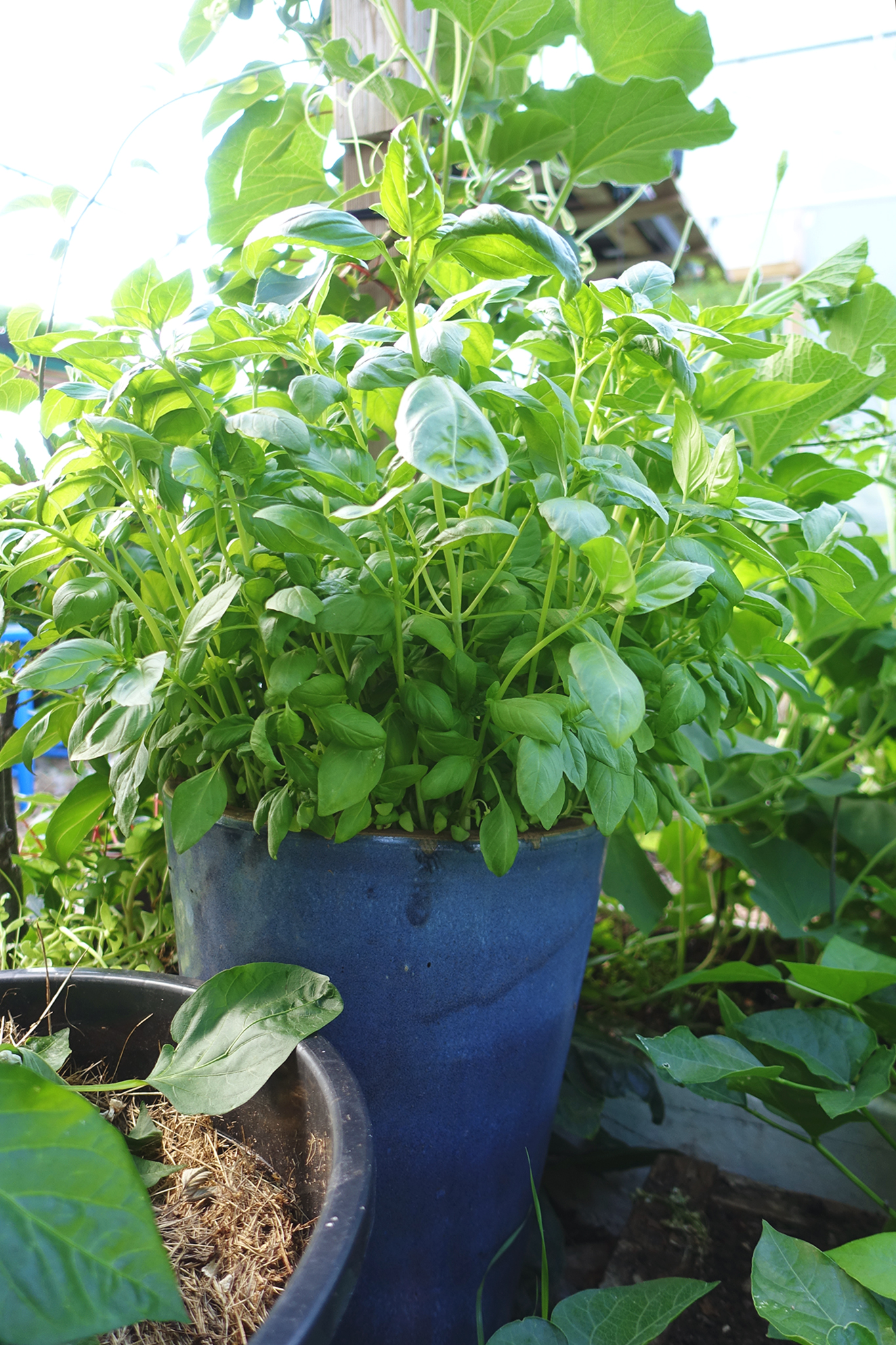 How to Grow Basil in a Pot - Sara at Skillnaden's