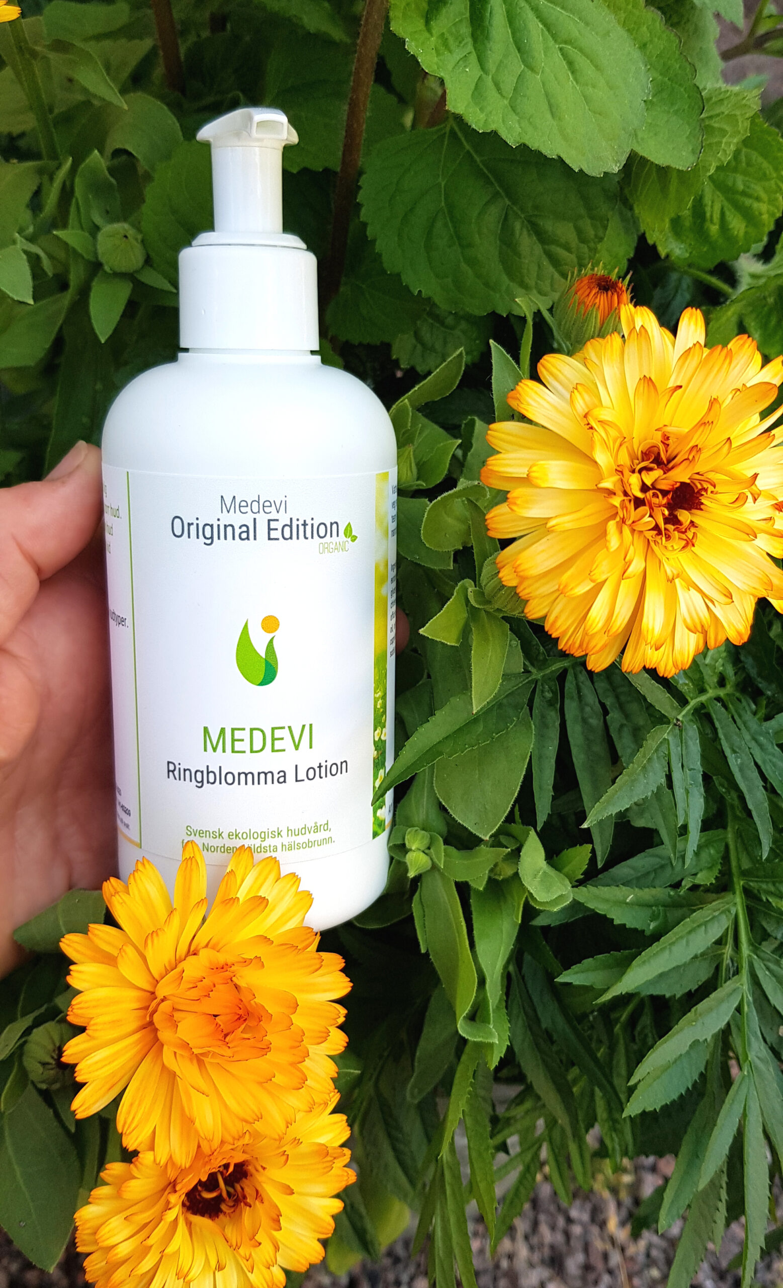 ringblomslotion-blommor-hog-beskuren - Sara Bäckmo