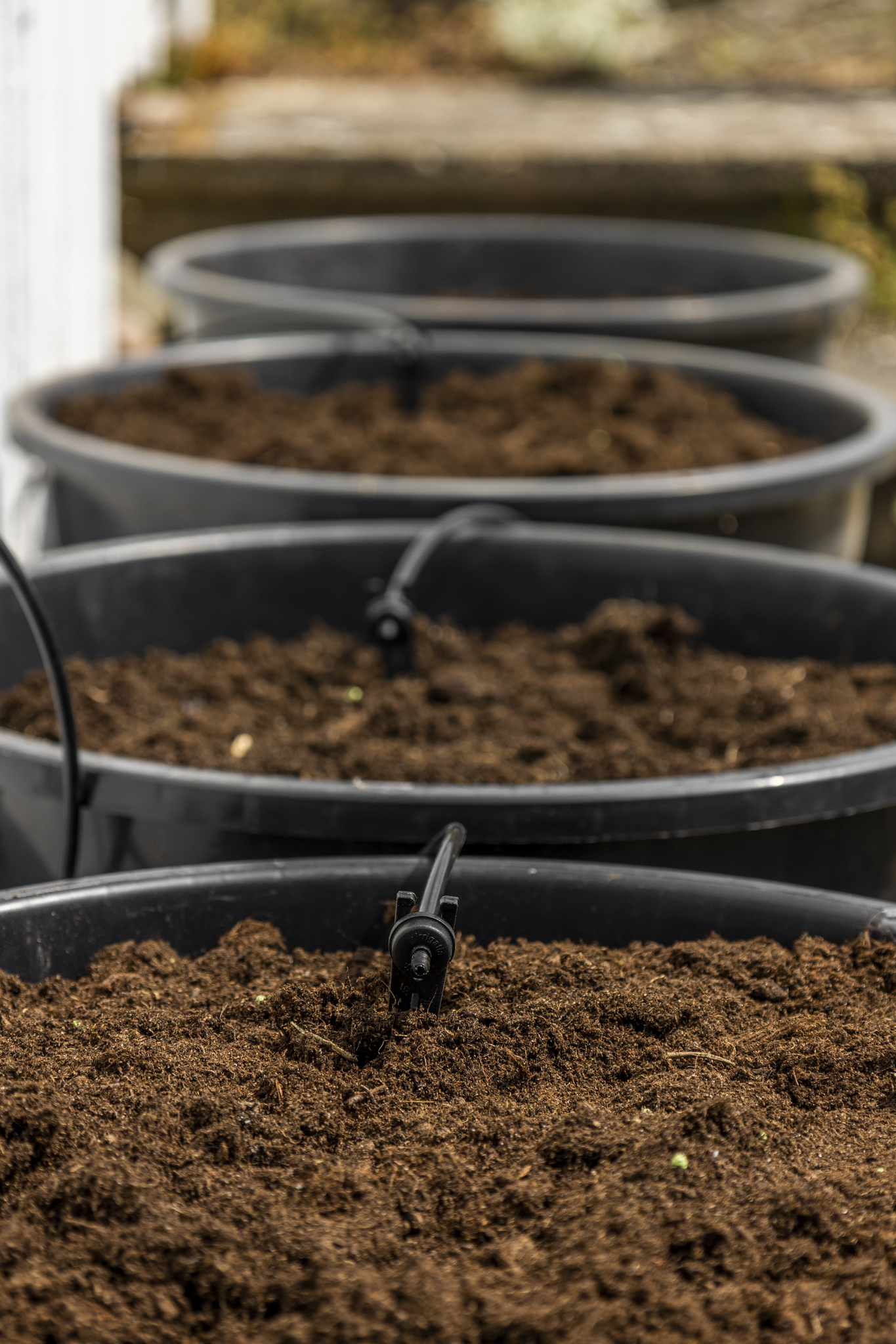 sarabackmo-koppla-bevattning - Sara Bäckmo