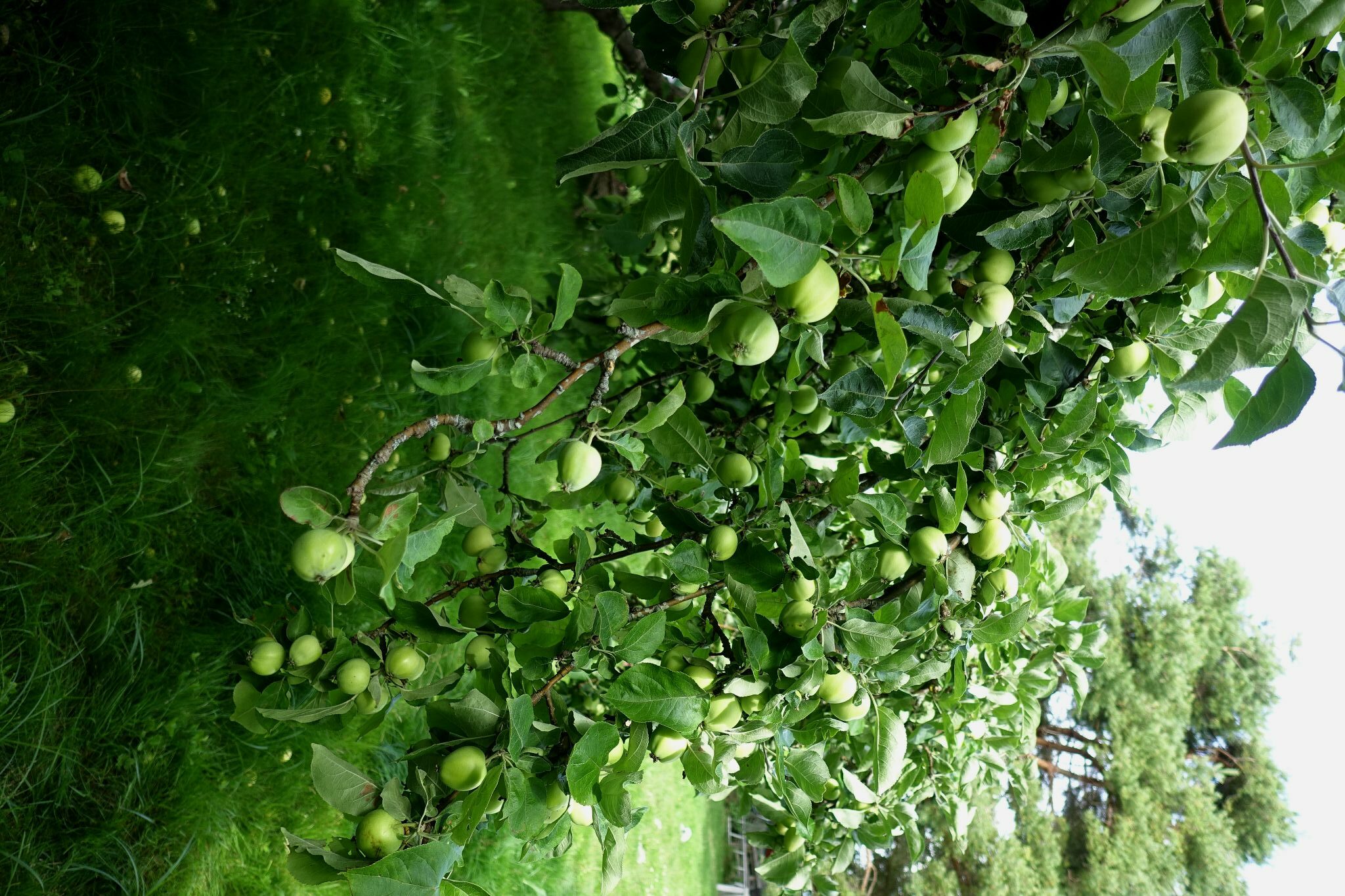 sarabackmo-appeltrad-grenar - Sara Bäckmo