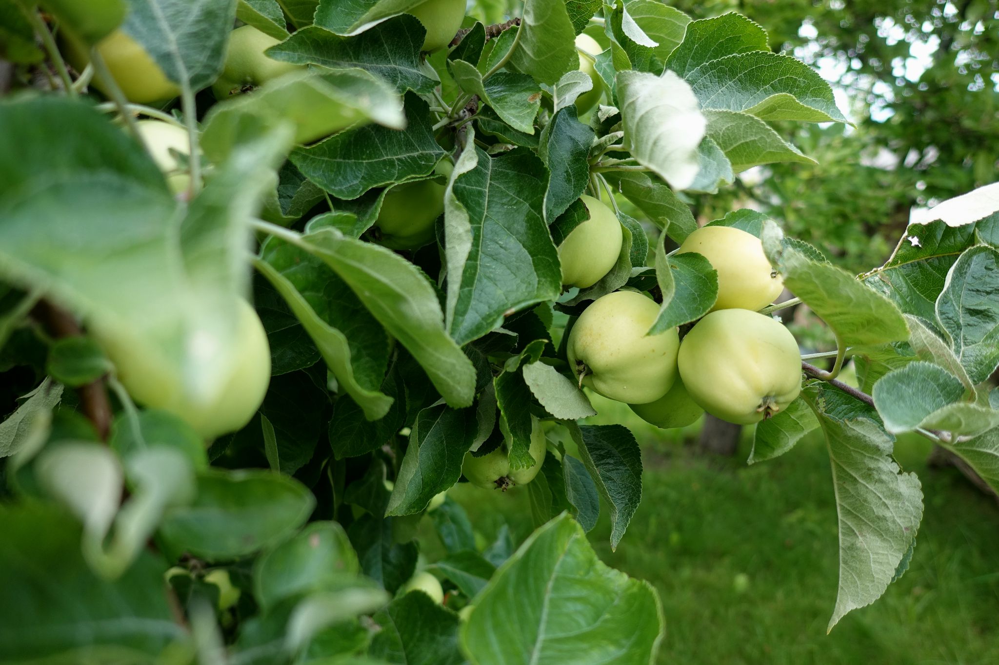 sarabackmo-transparantblanche-trad - Sara Bäckmo