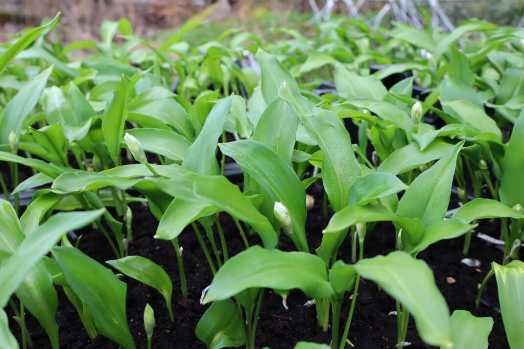 Wild Garlic - 4 Common Questions - Sara Bäckmo