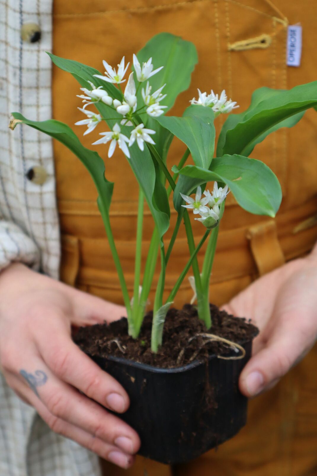 Wild Garlic - 4 Common Questions - Sara Bäckmo