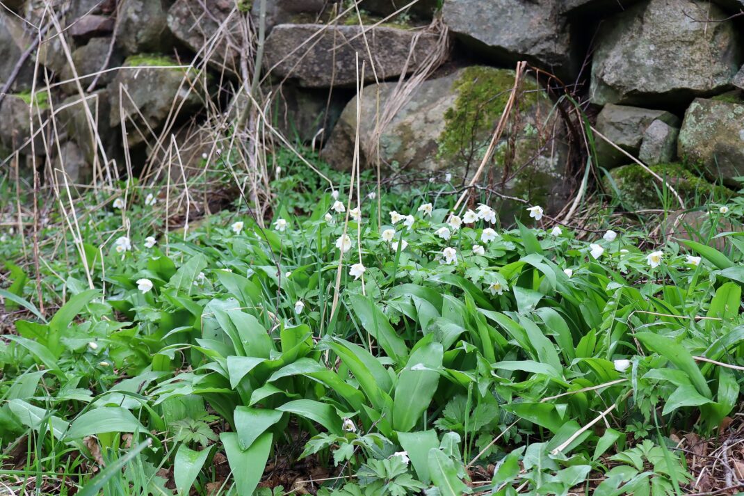 Wild Garlic - 4 Common Questions - Sara Bäckmo