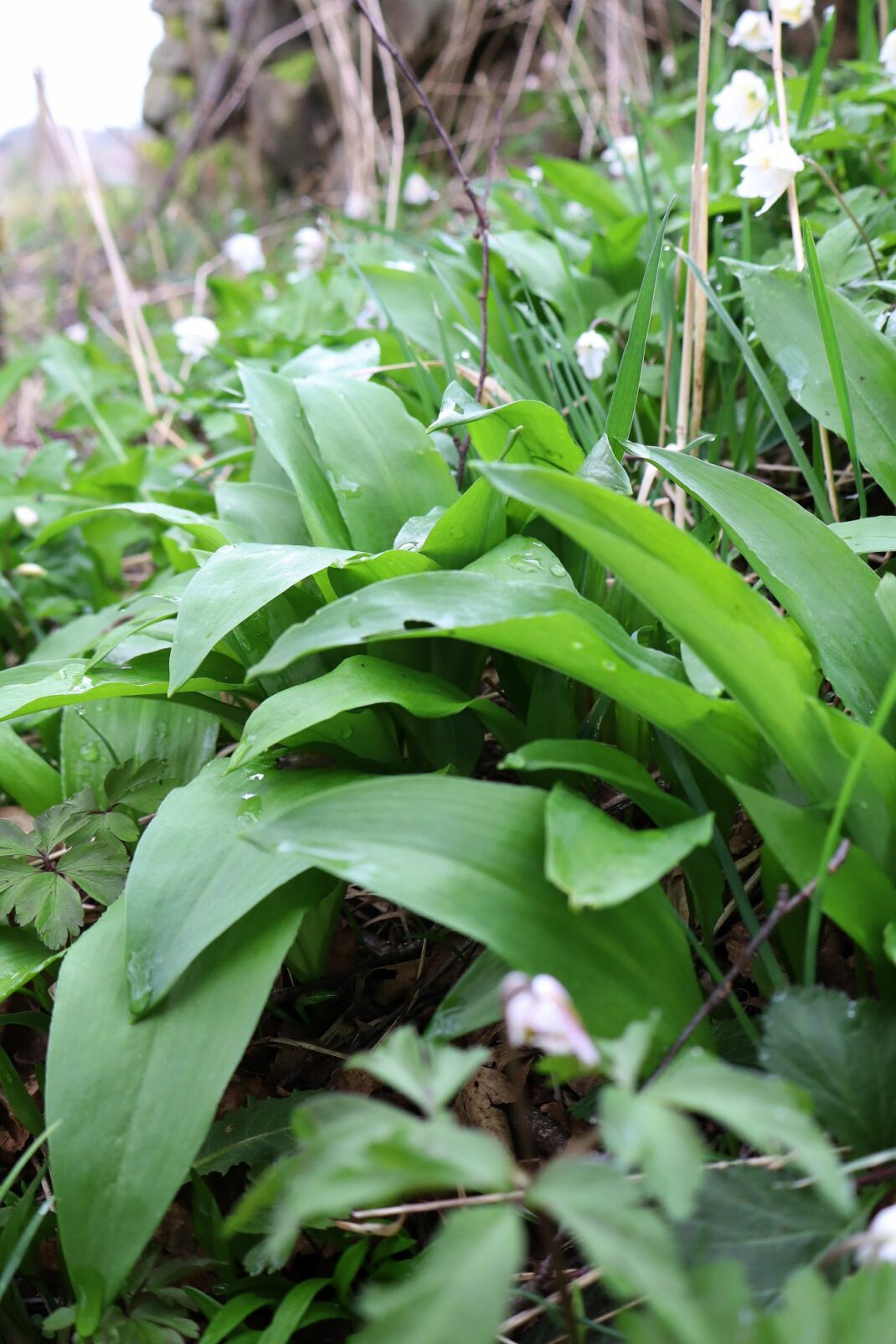 Wild Garlic - 4 Common Questions - Sara Bäckmo