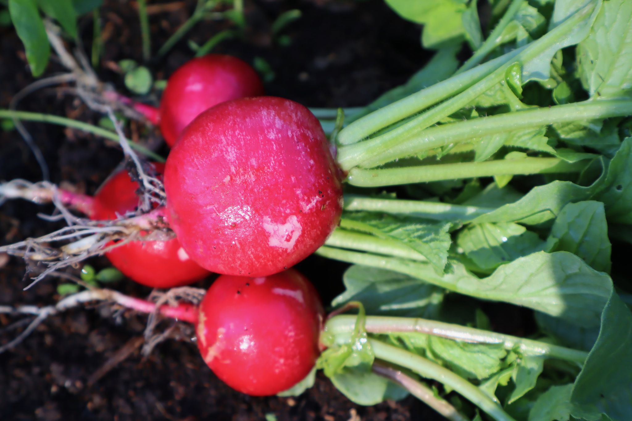 sarabackmo-gigante-burro - Sara Bäckmo