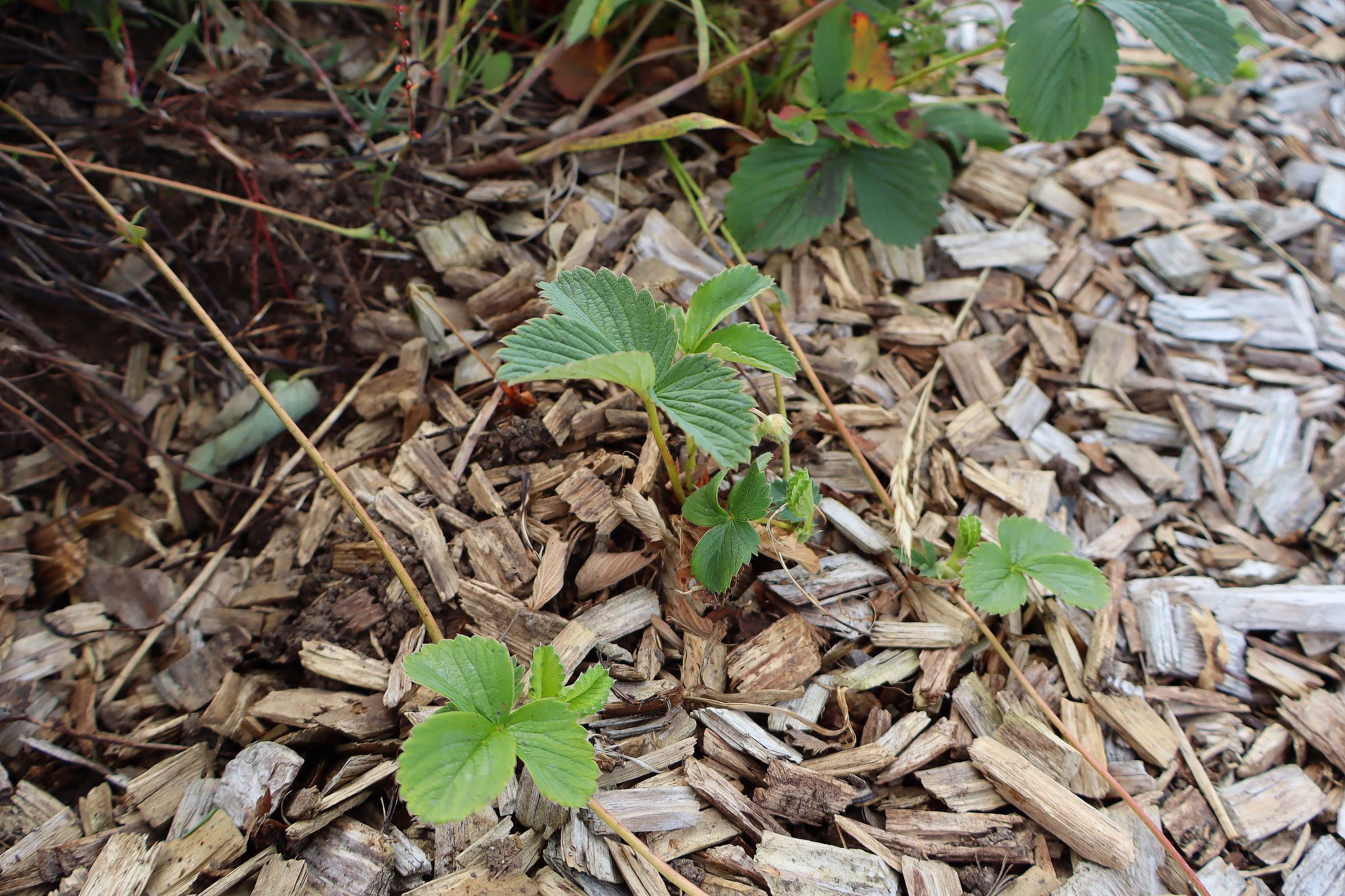 sarabackmo-jordgubbar-revor - Sara Bäckmo