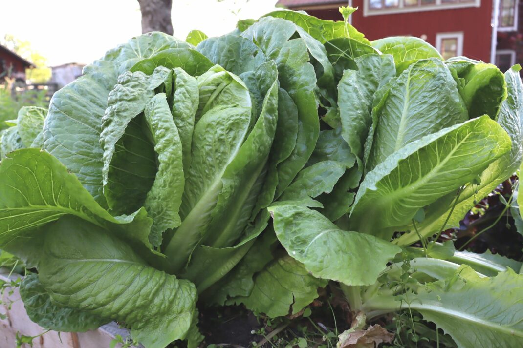 Grow Lettuce at Home: My Guide - Sara at Skillnaden's
